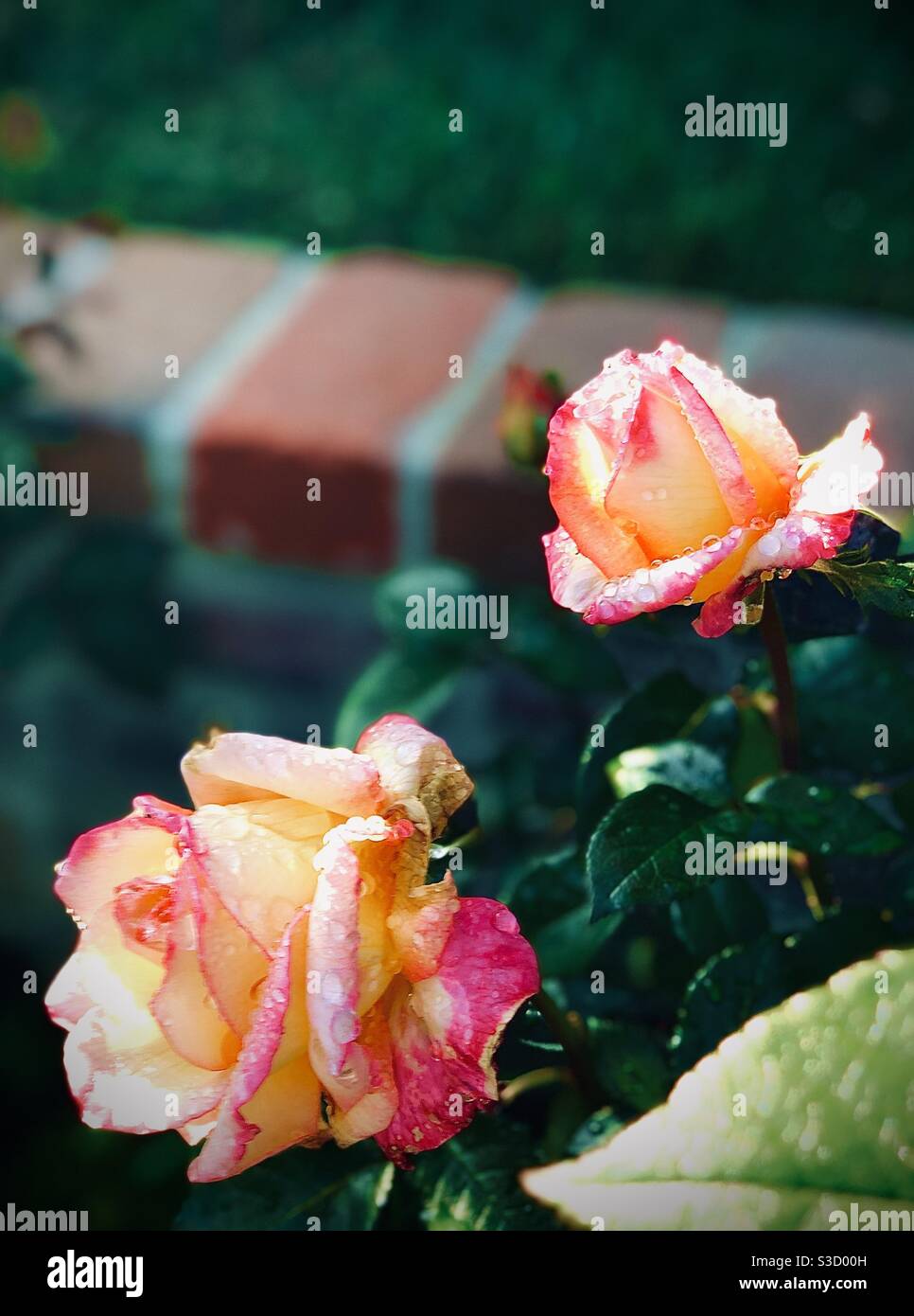 Two beautiful pink-edged golden toned roses - one still budding & one ...