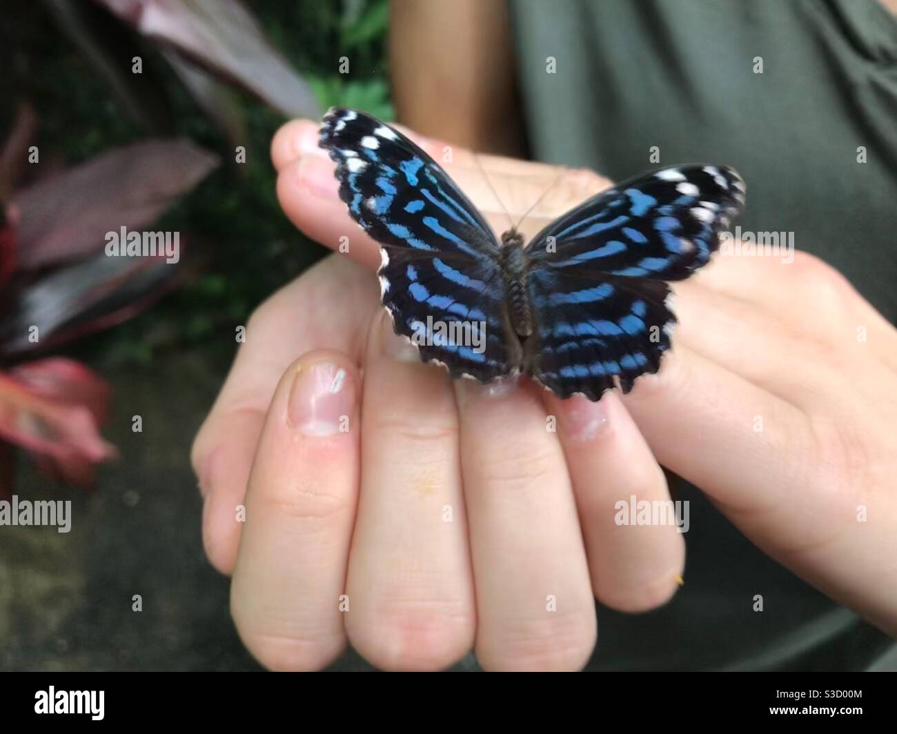 Hand blue butterfly hi-res stock photography and images - Alamy