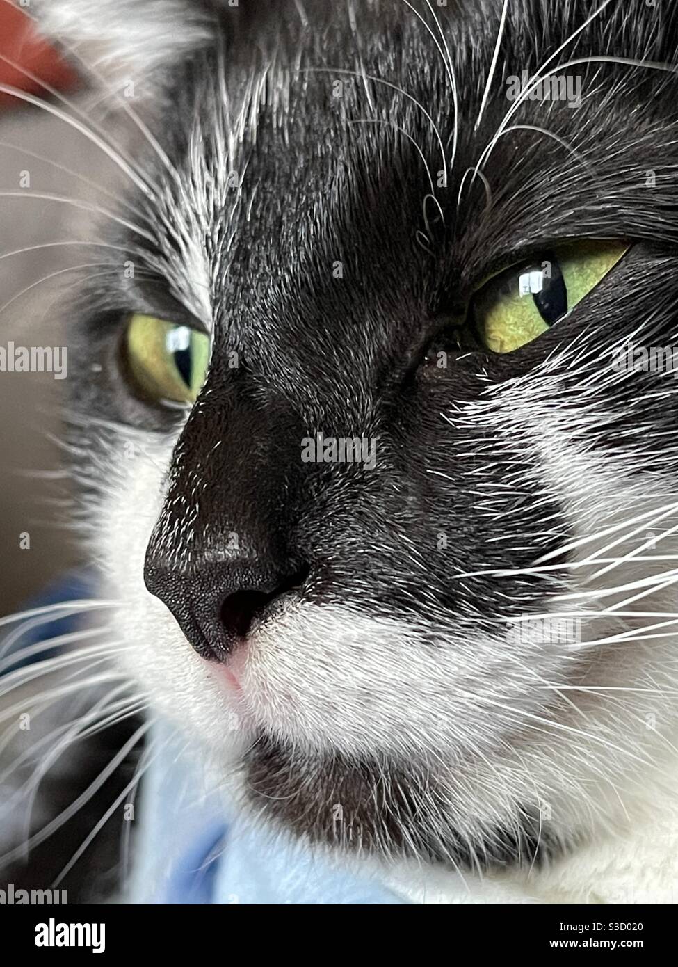 Figaro the cat hi-res stock photography and images - Alamy