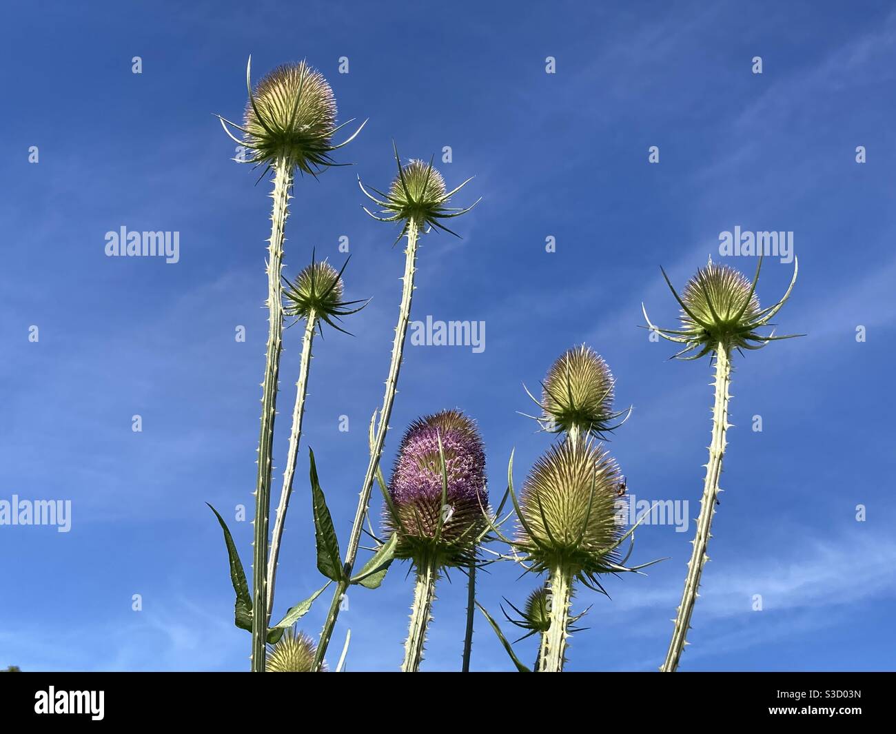 Teasel in bloom hi-res stock photography and images - Alamy