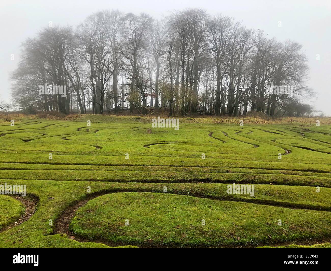 Mizmaze and clump of trees in fog top of St Catherine’s Hill Winchester ...