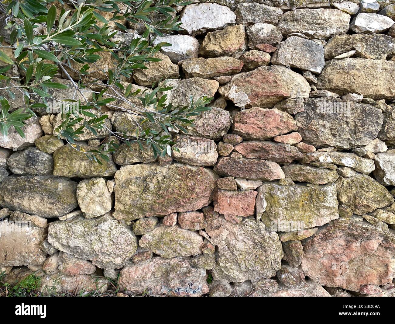 Olive tree stone wall hi-res stock photography and images - Alamy