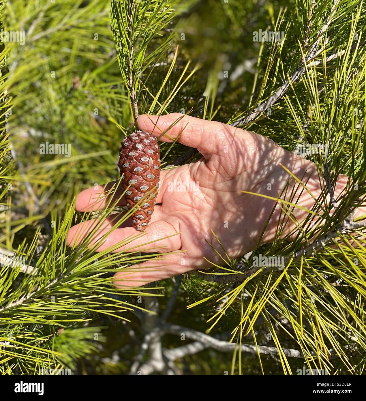 Corn with pine hi-res stock photography and images - Alamy