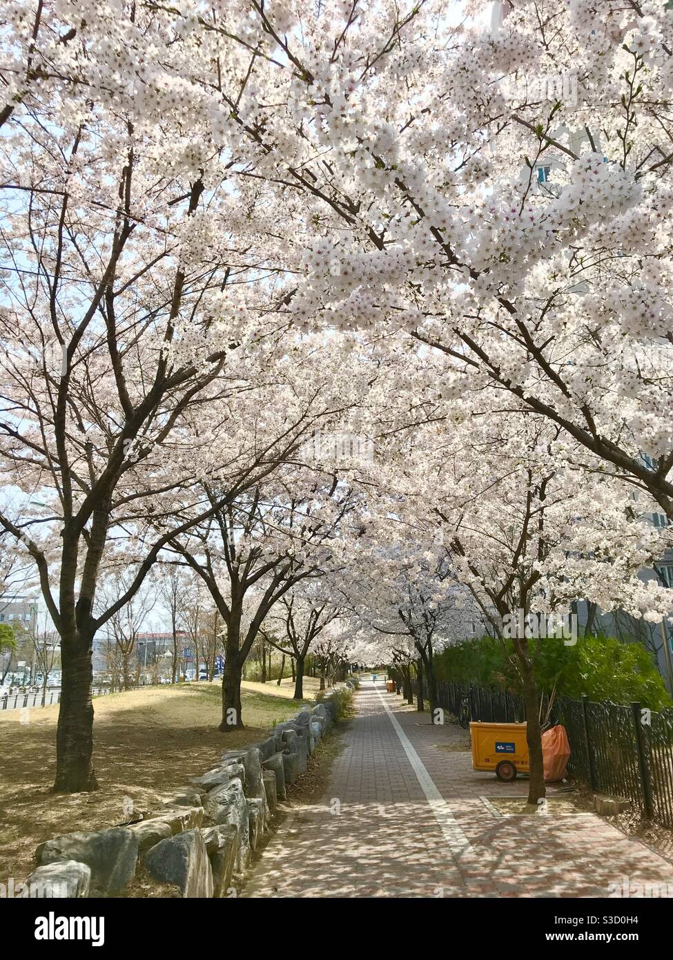 Cherry blossom road hi-res stock photography and images - Alamy