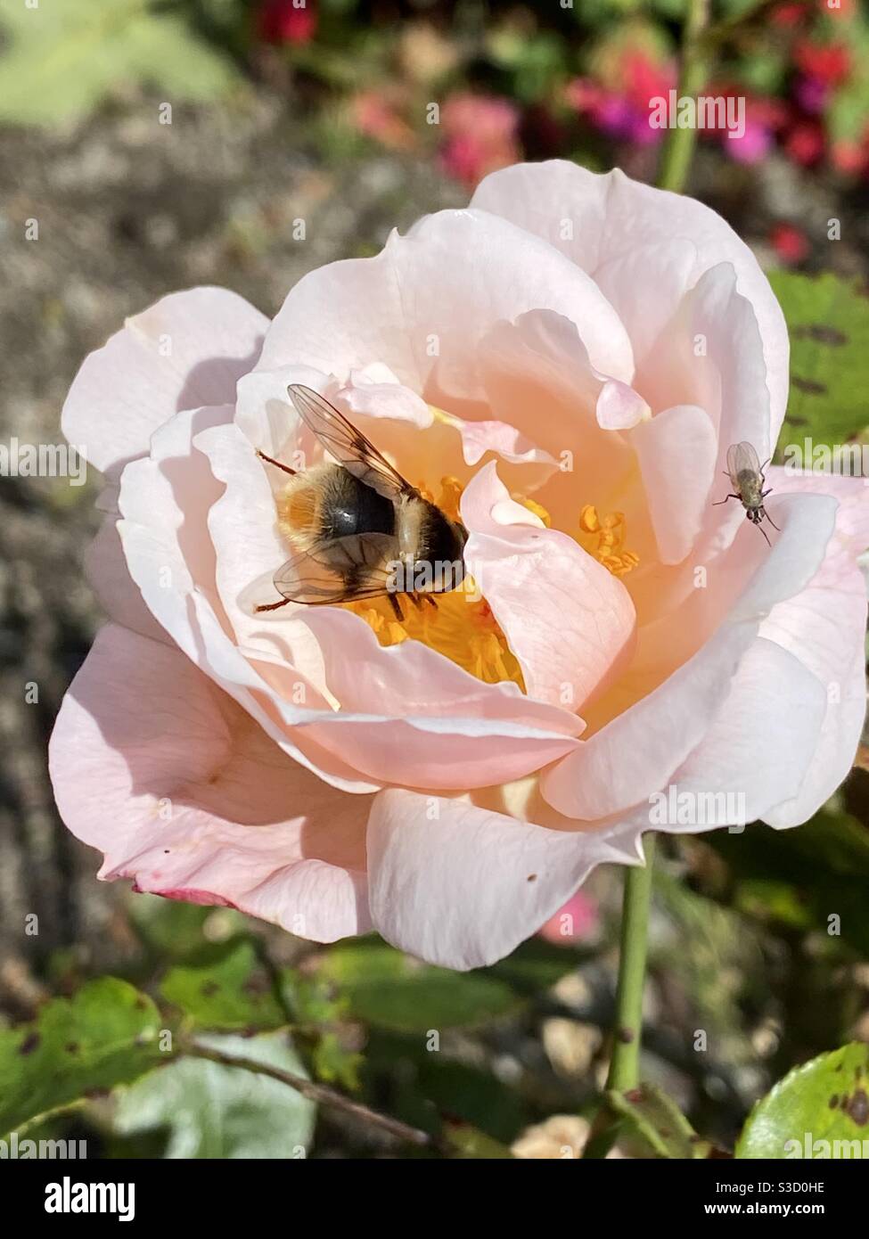 Bumble bee on Rose Stock Photo - Alamy