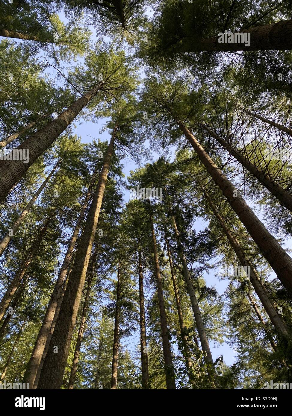 View underneath trees hi-res stock photography and images - Alamy