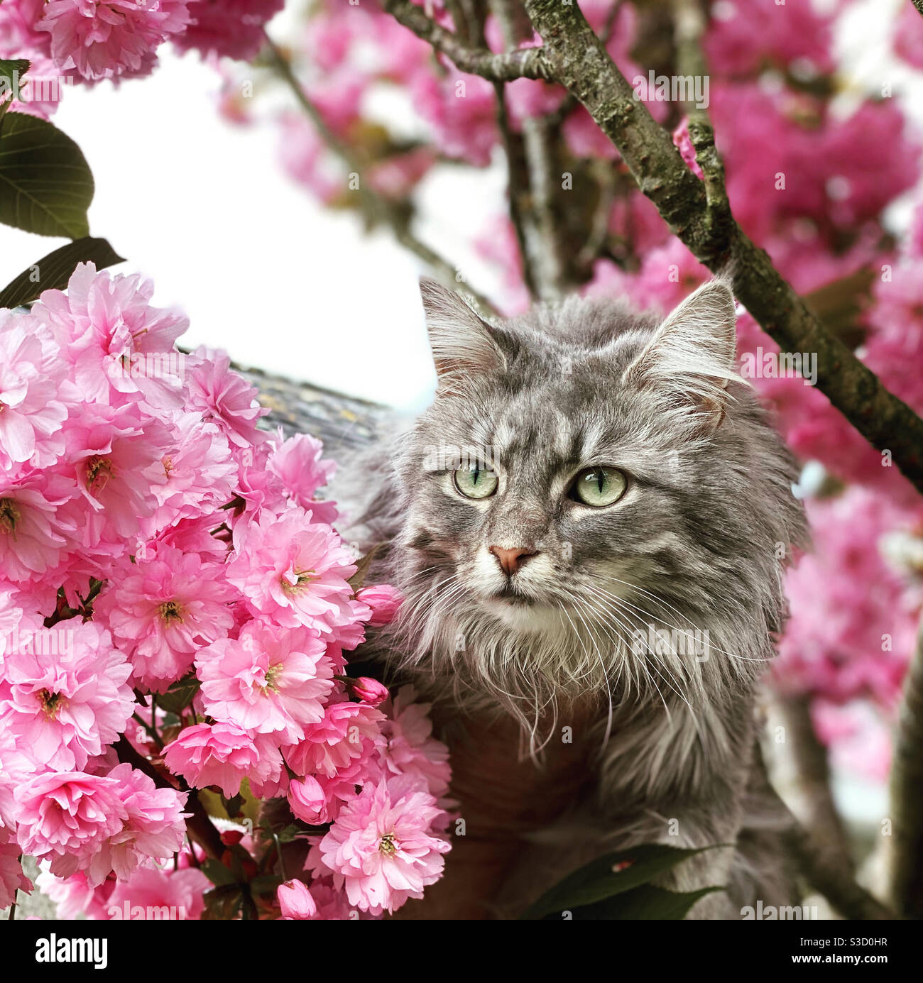 Cat cherry blossom hi-res stock photography and images - Alamy