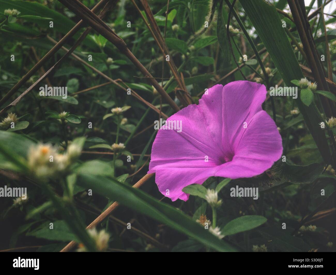 Weed flower hi-res stock photography and images - Alamy