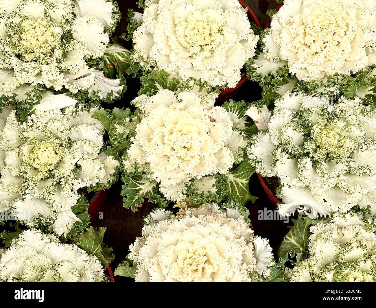 Kale flowers hi-res stock photography and images - Alamy