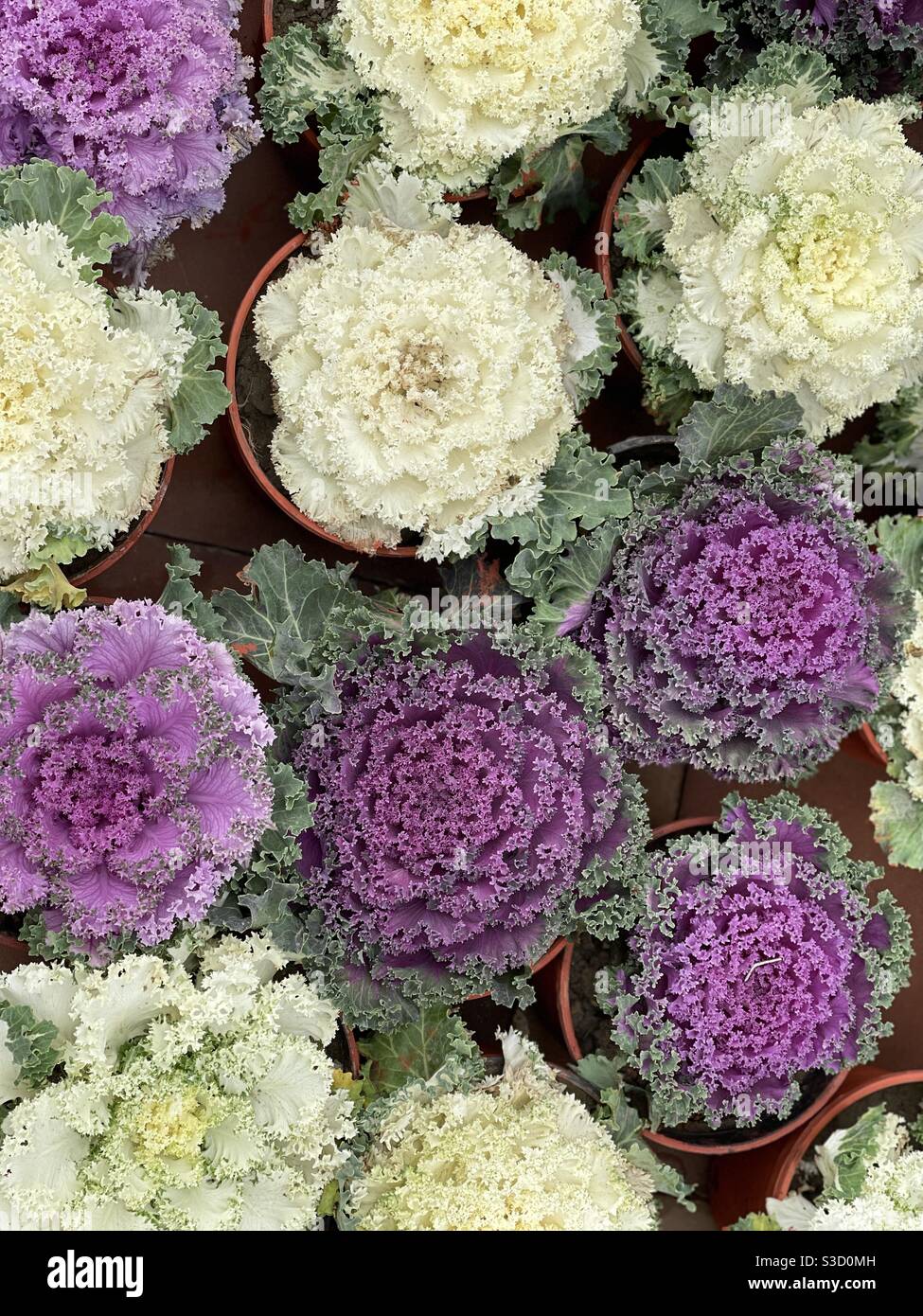 Purple kale hi-res stock photography and images - Alamy