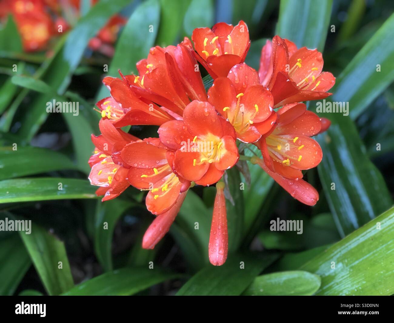 Clivia in flower hi-res stock photography and images - Alamy