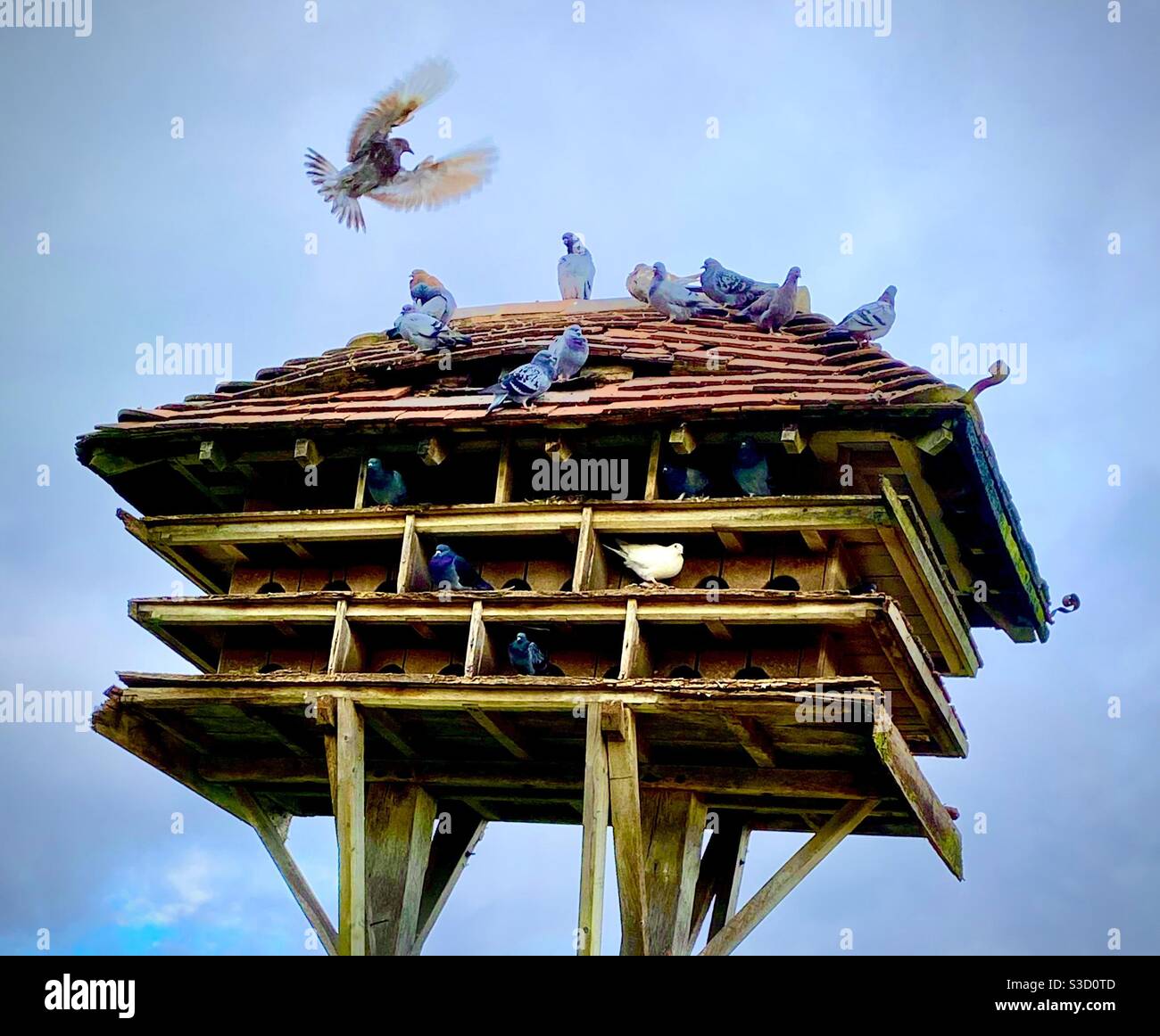 Doves at dovecote hi-res stock photography and images - Alamy