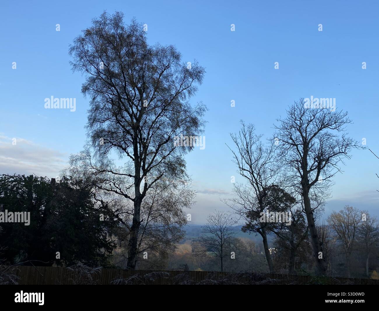 Picturesque winter trees in silhouette of woodland landscape in Kent ...