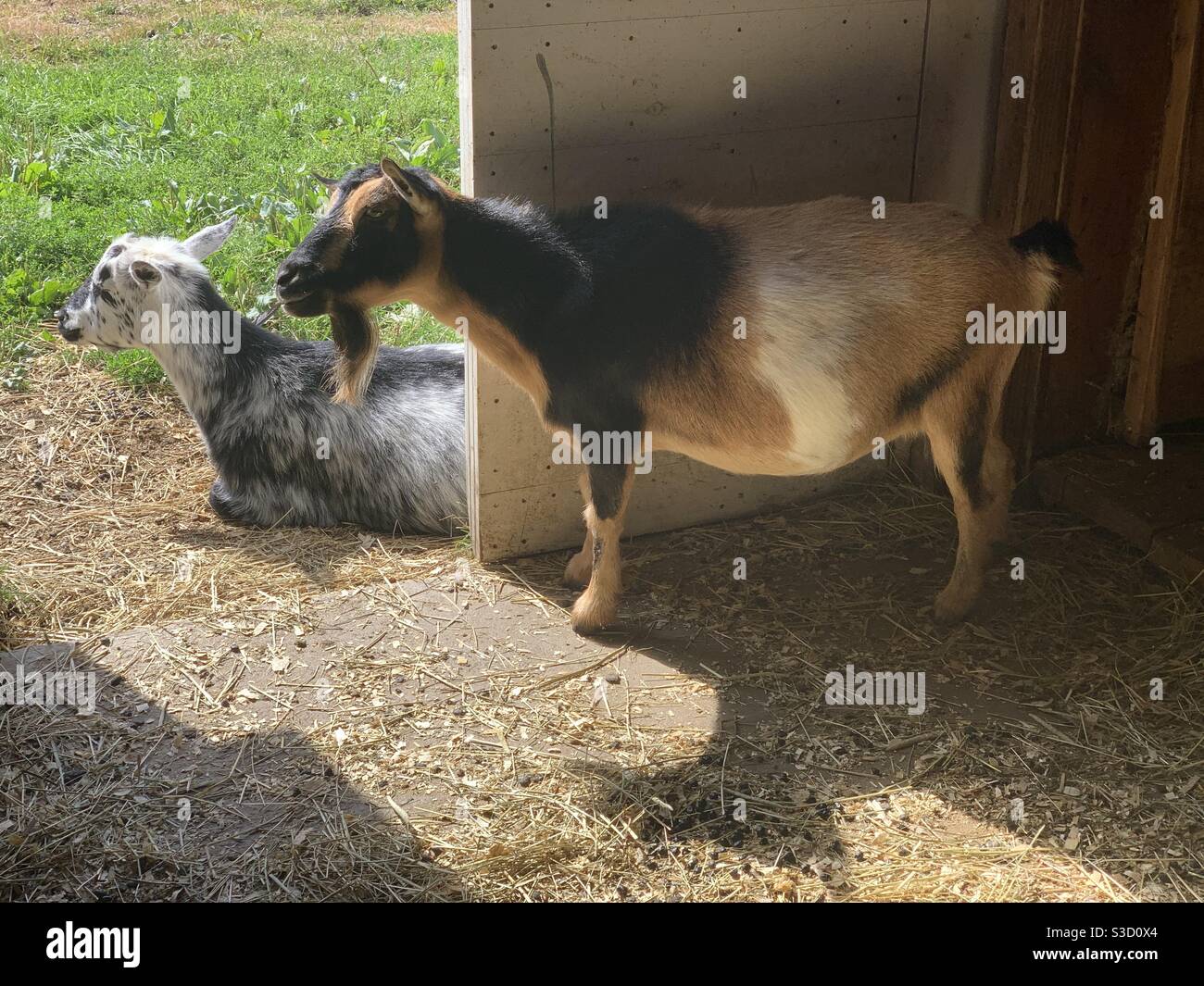 Goats, Mountain View Farm, Mountain View Grand Resort, Whitefield, New ...
