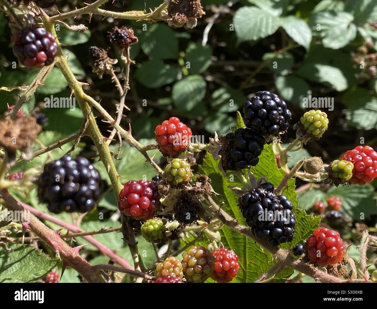 Blackberries black red and green stages hi-res stock photography and ...