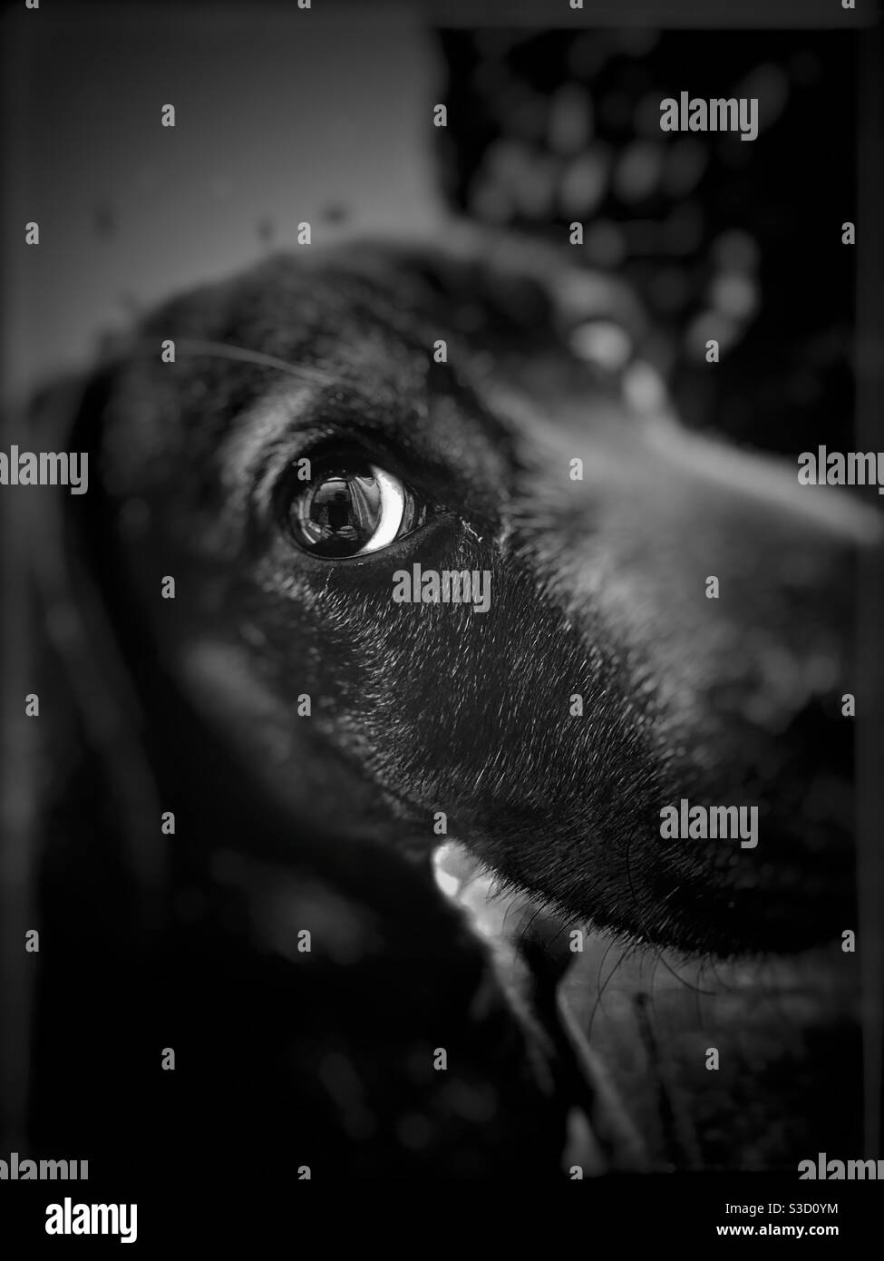 Puppy dog eyes Stock Photo - Alamy