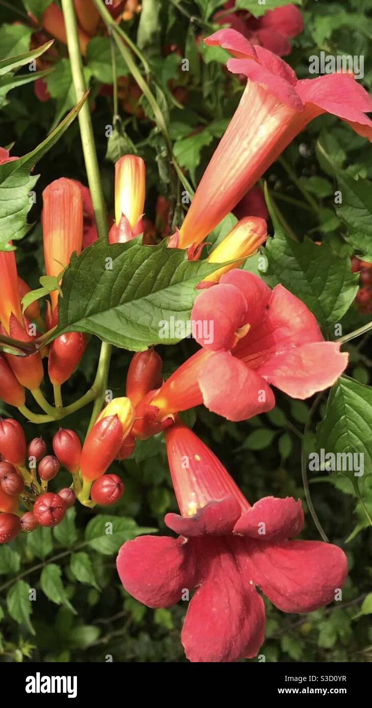 Blowing his own trumpet hi-res stock photography and images - Alamy