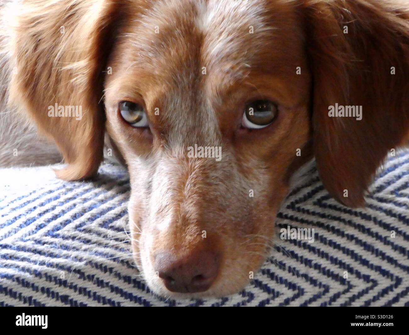 Puppy dog eyes hi-res stock photography and images - Alamy