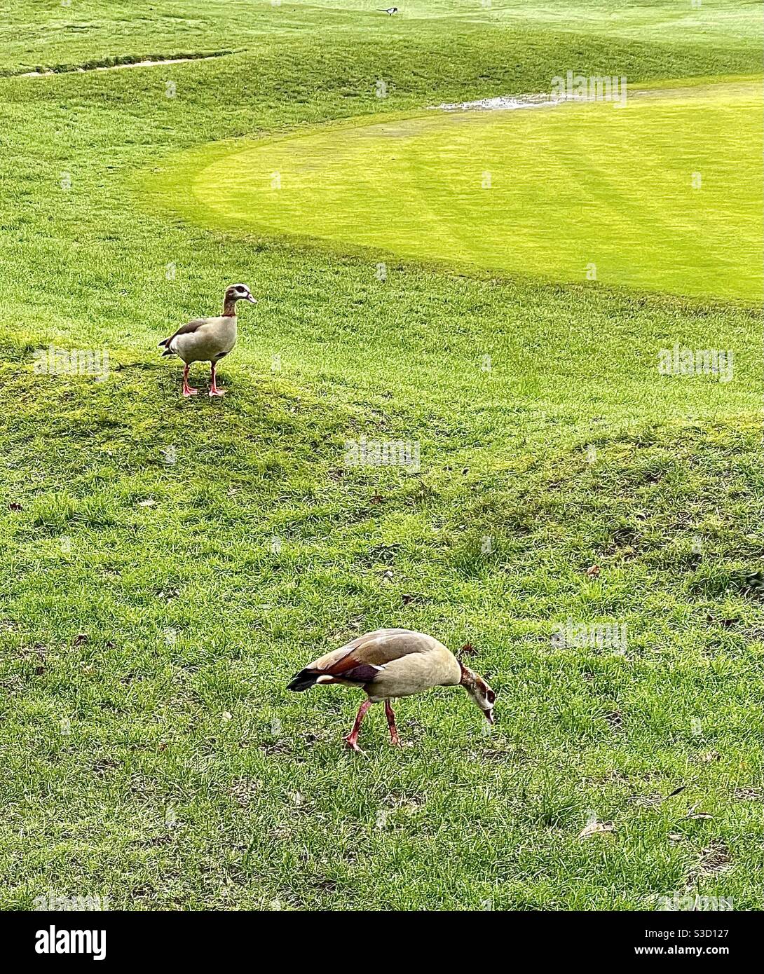 Geese golf hi-res stock photography and images - Alamy