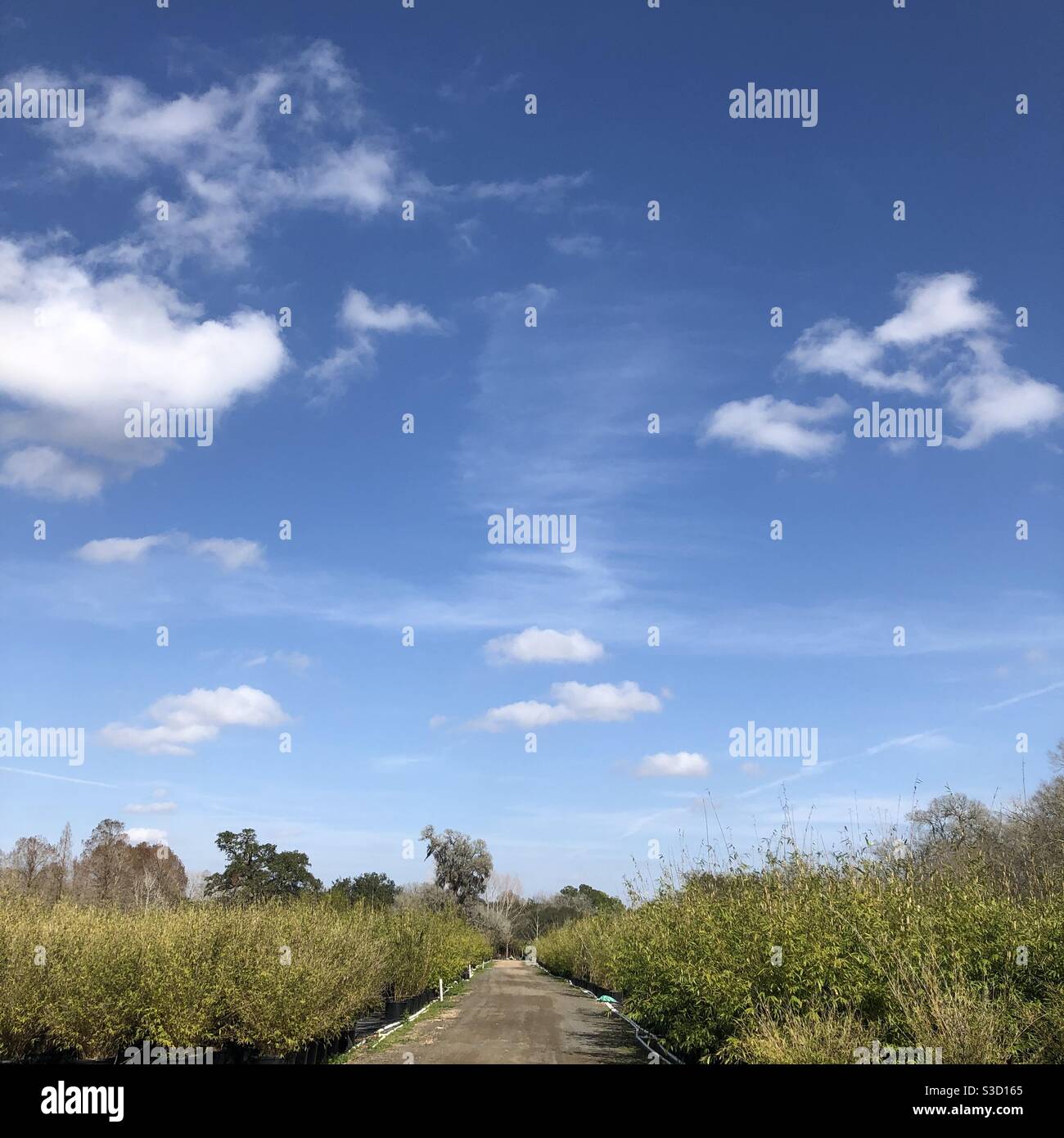 Road through bushes hi-res stock photography and images - Alamy
