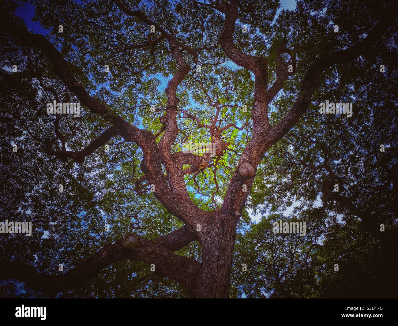 Looking up through leaves tree hi-res stock photography and images - Alamy