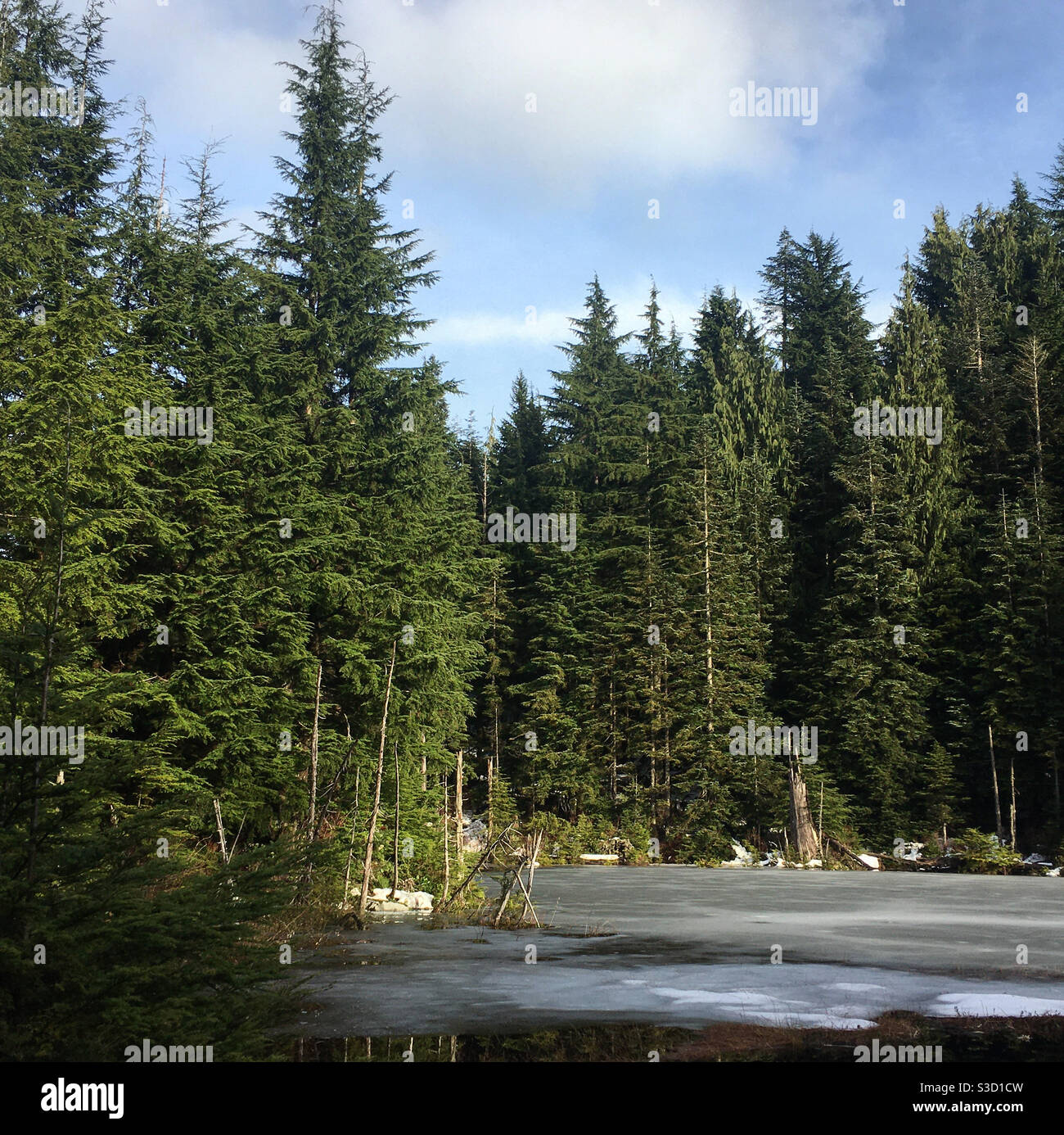 Bliss forest hi-res stock photography and images - Alamy