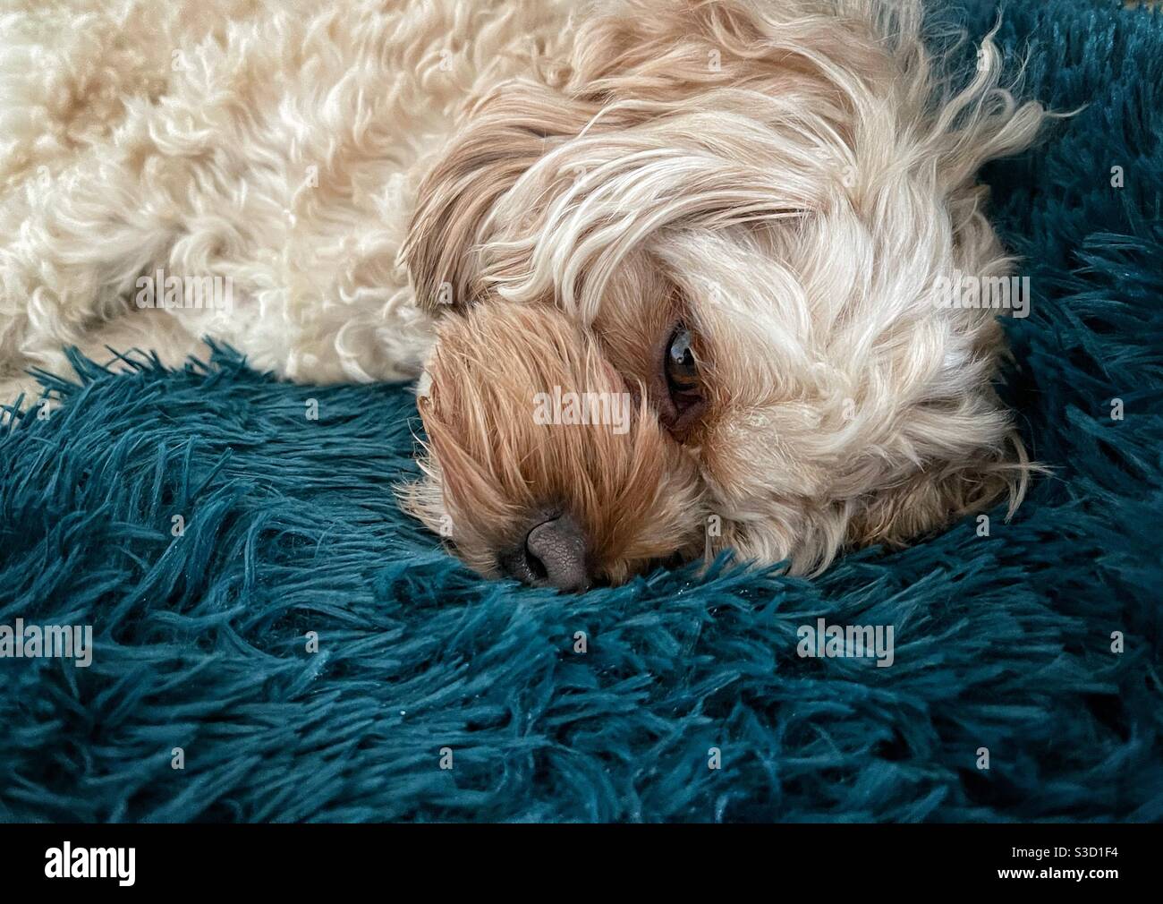 Cavapoo Puppy High Resolution Stock Photography and Images - Alamy