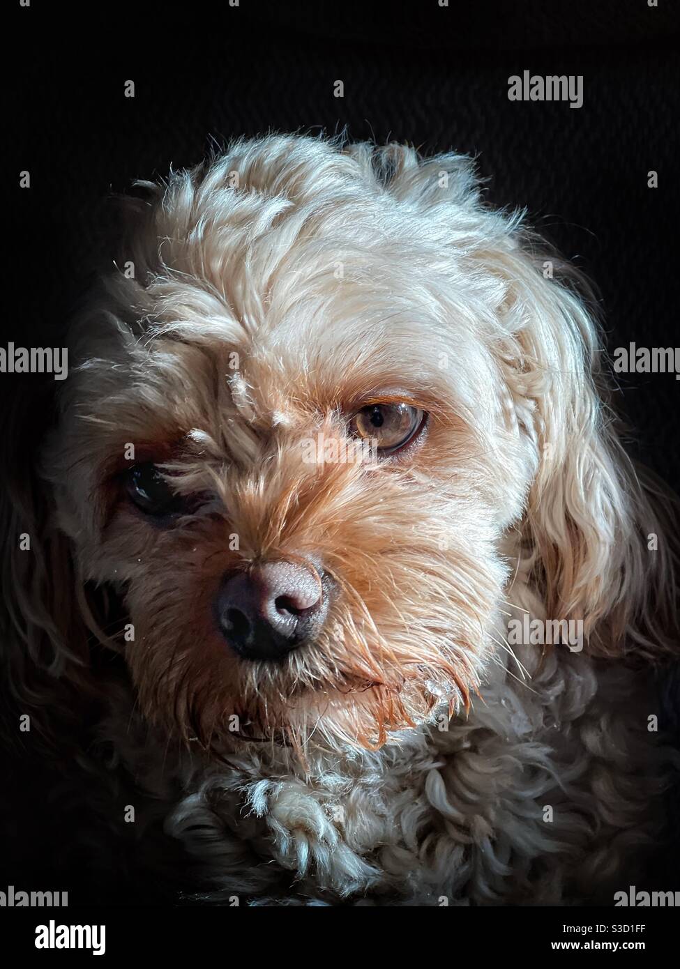 Sad pet hi-res stock photography and images - Alamy