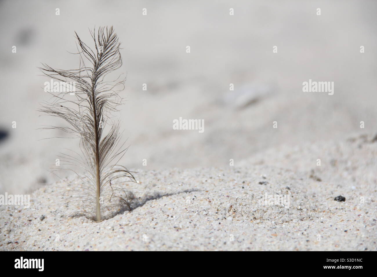 Feather in sand hi-res stock photography and images - Alamy