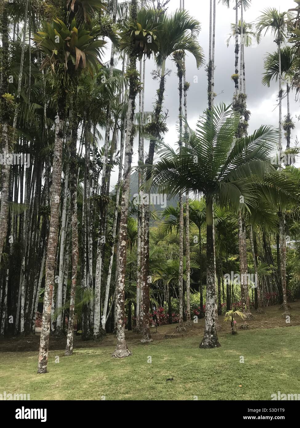 Plams hi-res stock photography and images - Alamy