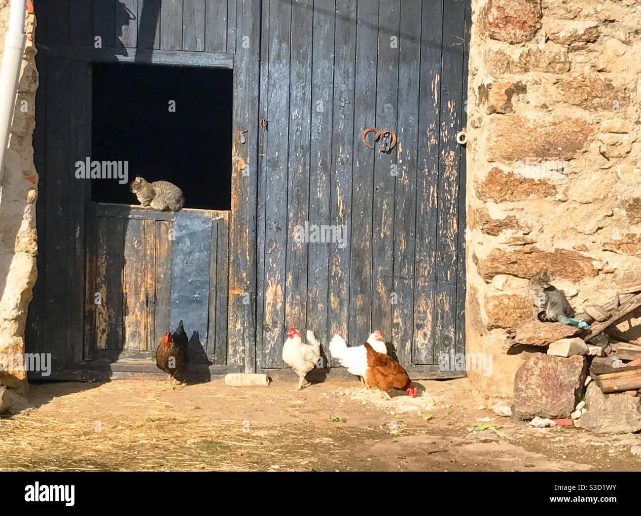 Cat and hens in a chicken coop Stock Photo - Alamy