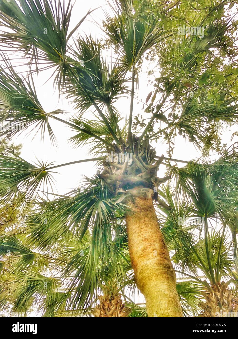 Palm tree top hi-res stock photography and images - Alamy