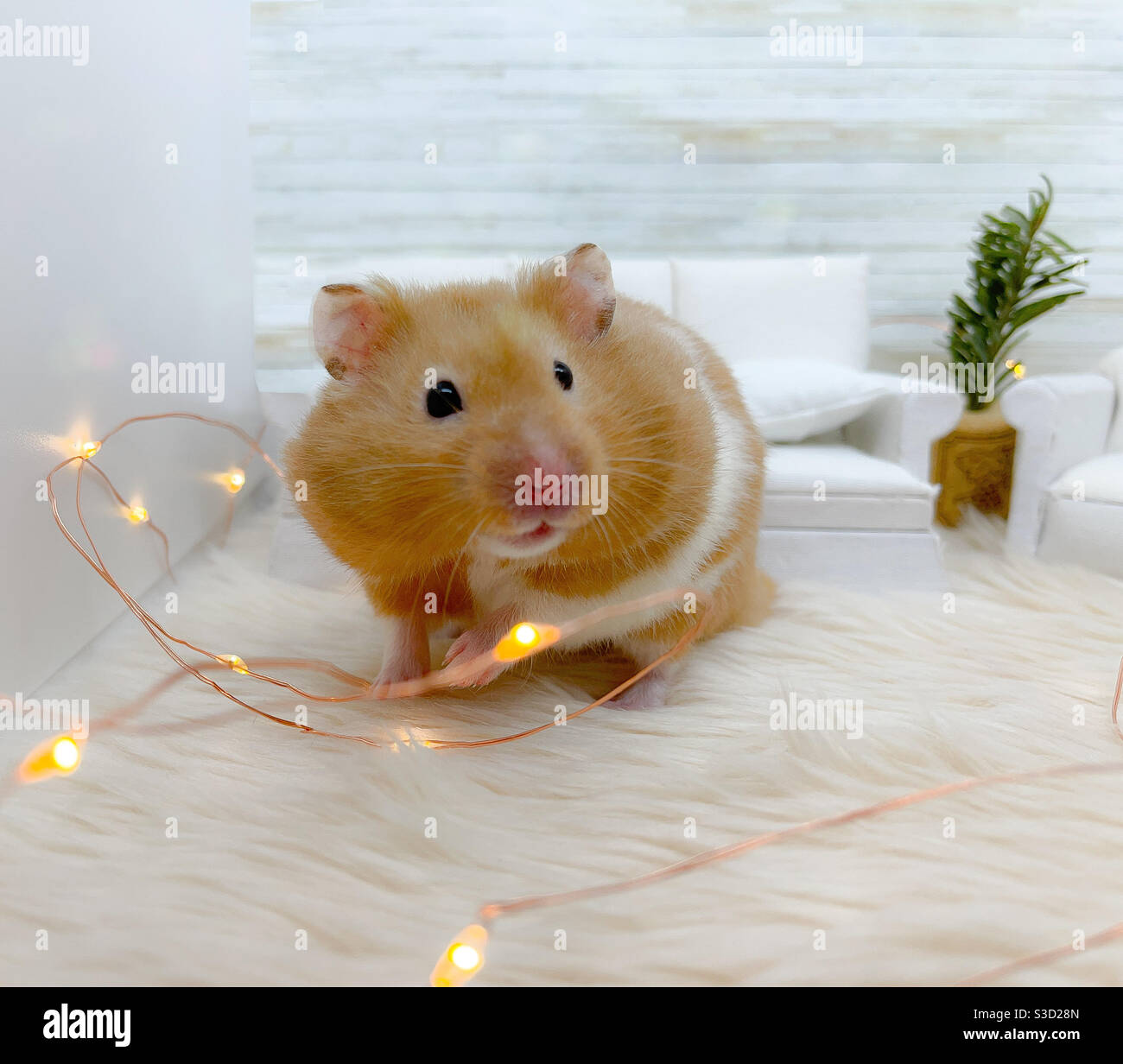 Classy pet hi-res stock photography and images - Alamy