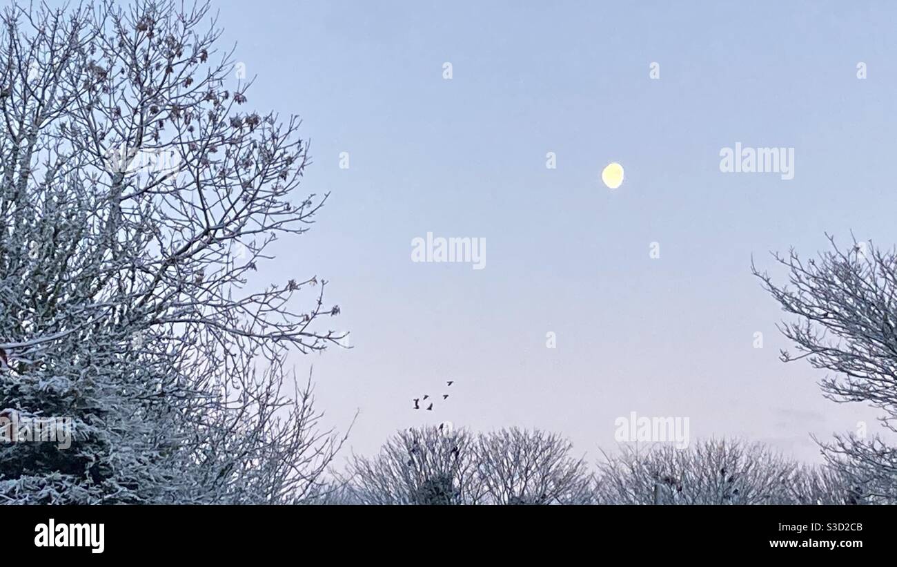 Trees with moon hi-res stock photography and images - Alamy