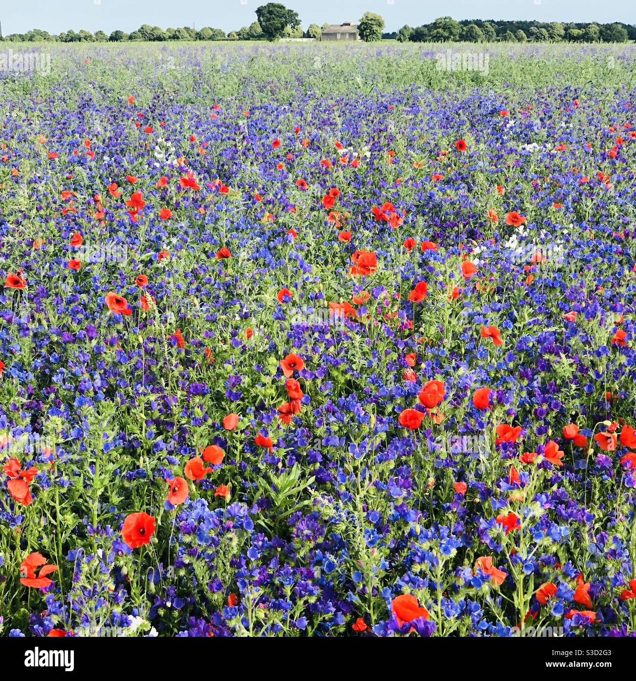 Summer wildflowers hi-res stock photography and images - Alamy