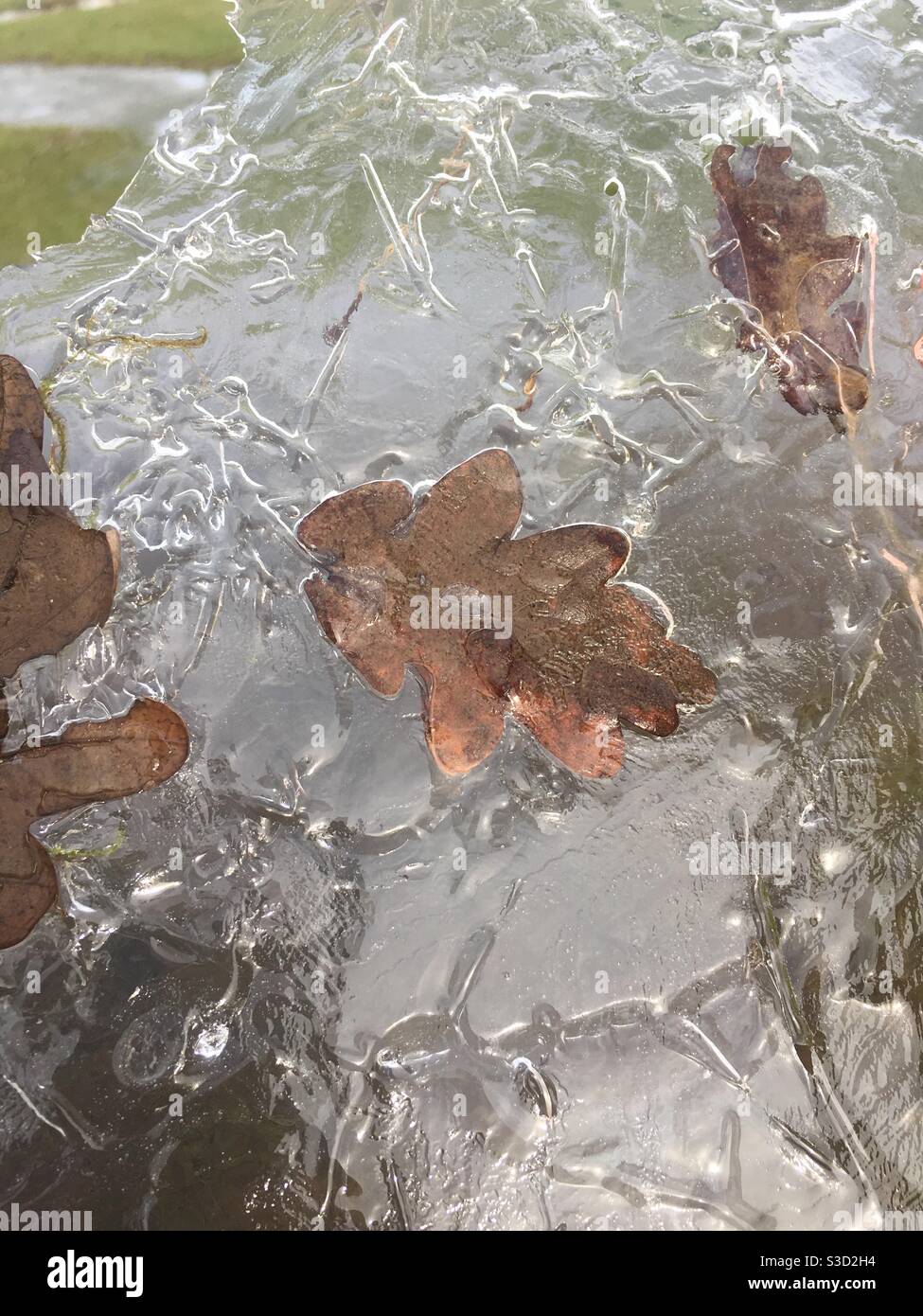 Leaves frozen in ice Stock Photo - Alamy