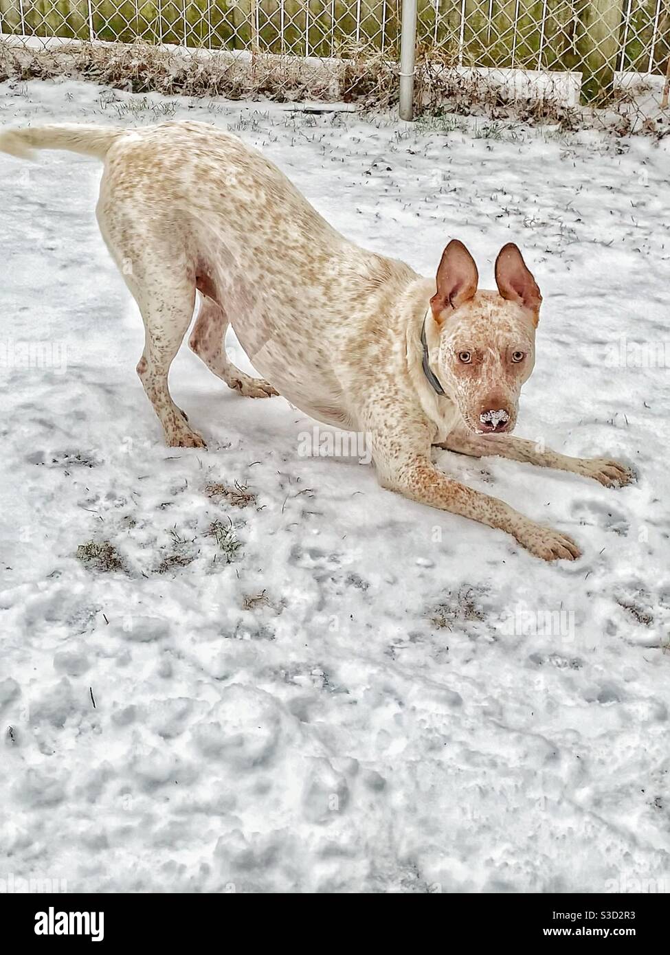 Spots of snow hi-res stock photography and images - Alamy