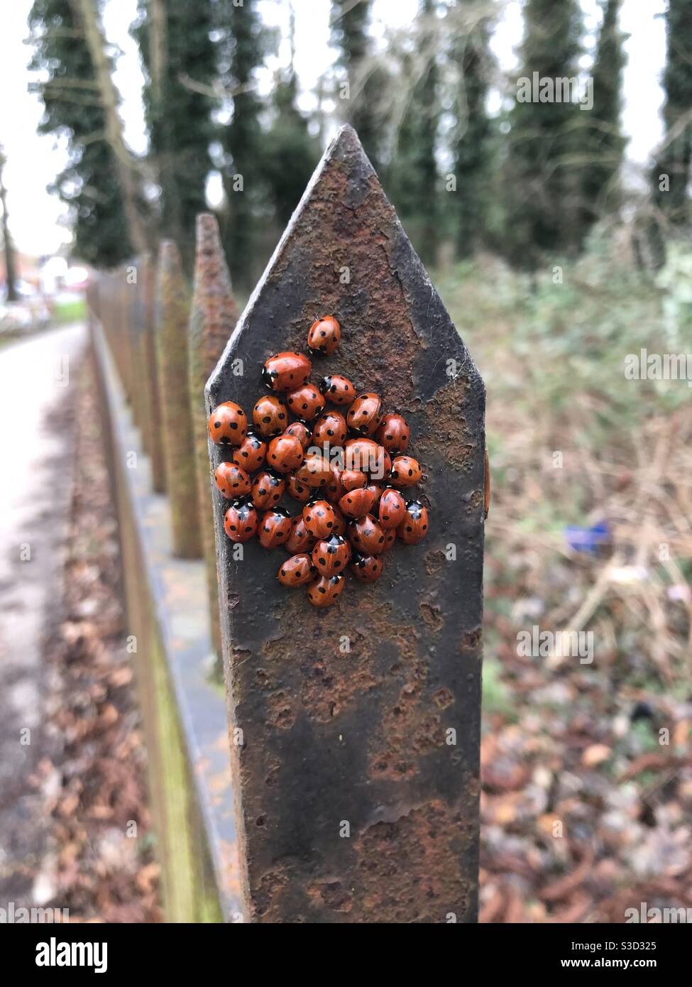 Rusted rust fence hi-res stock photography and images - Alamy