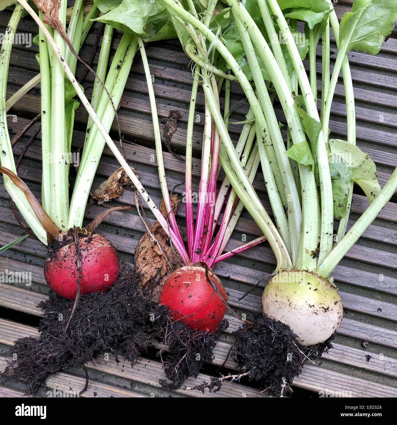 Rainbow beetroot hi-res stock photography and images - Alamy