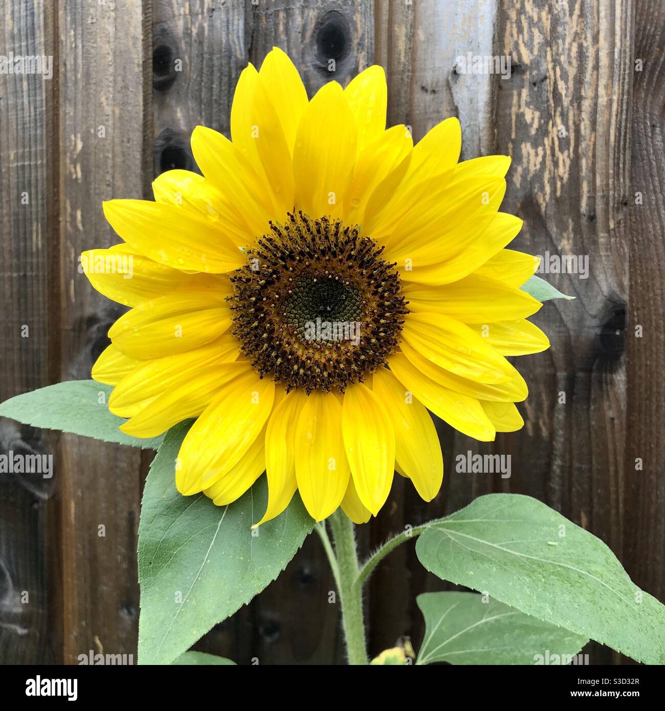 Sunshine flower hi-res stock photography and images - Alamy