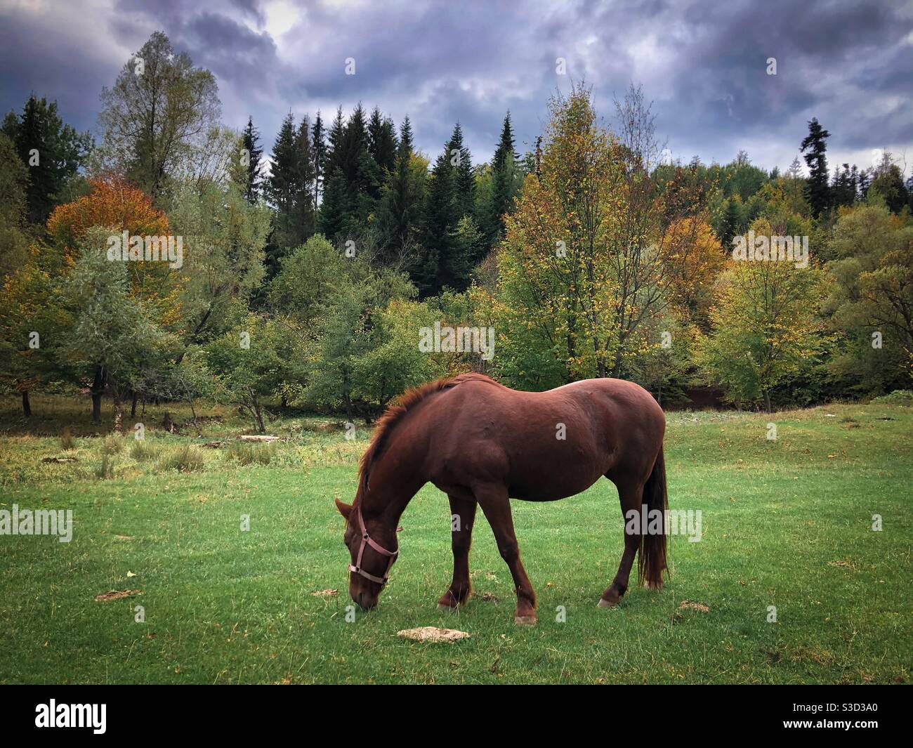 Brown horse grazing Stock Photo - Alamy Brown horse grazing Stock Photo - Alamy