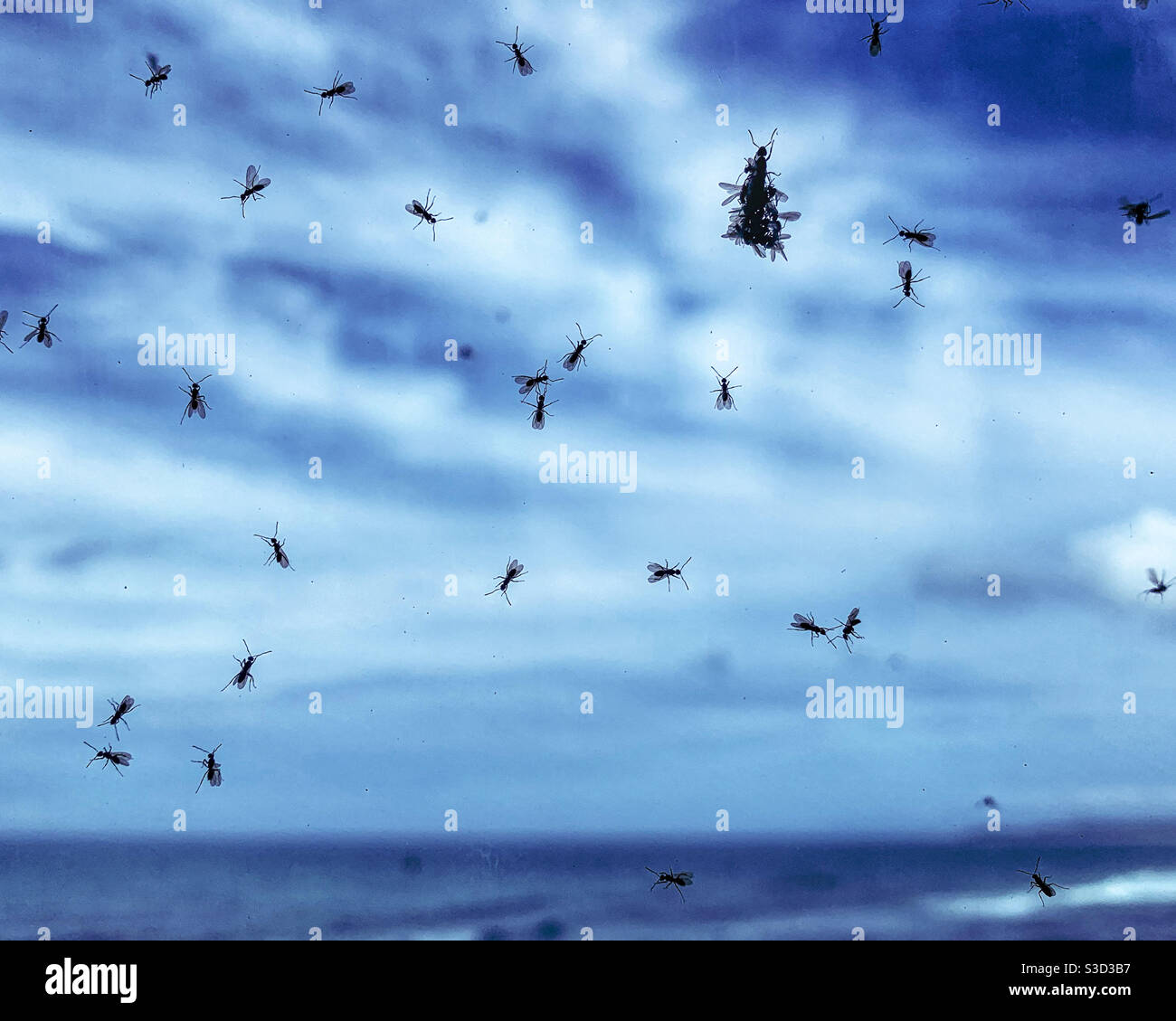 Bugs on a car windscreen, blue sky with white cloud plus ocean ...