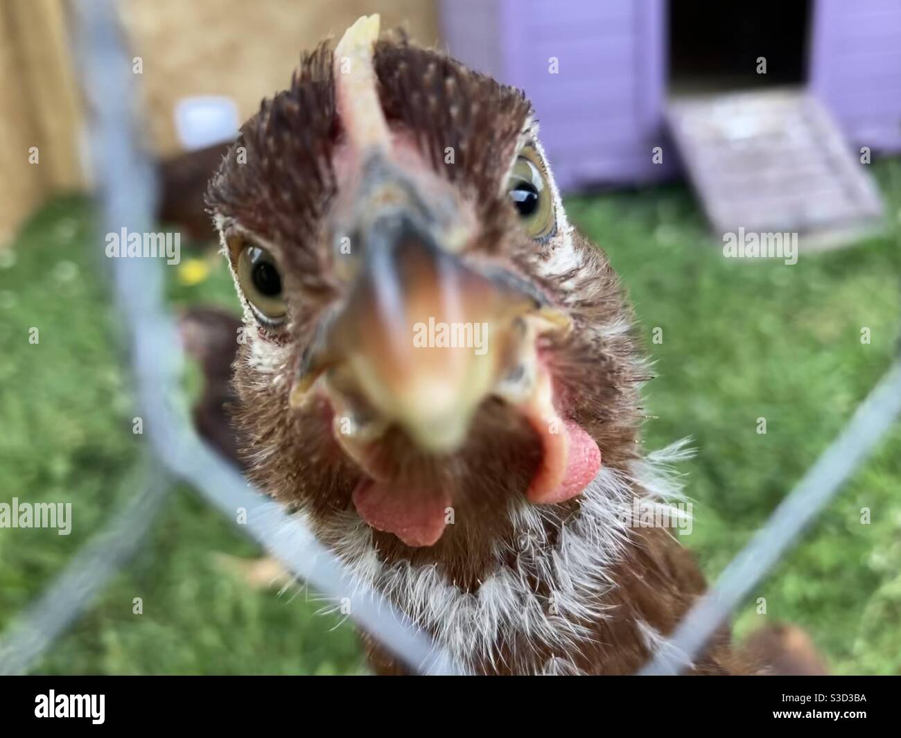 Rhode island red cockerel hi-res stock photography and images - Alamy