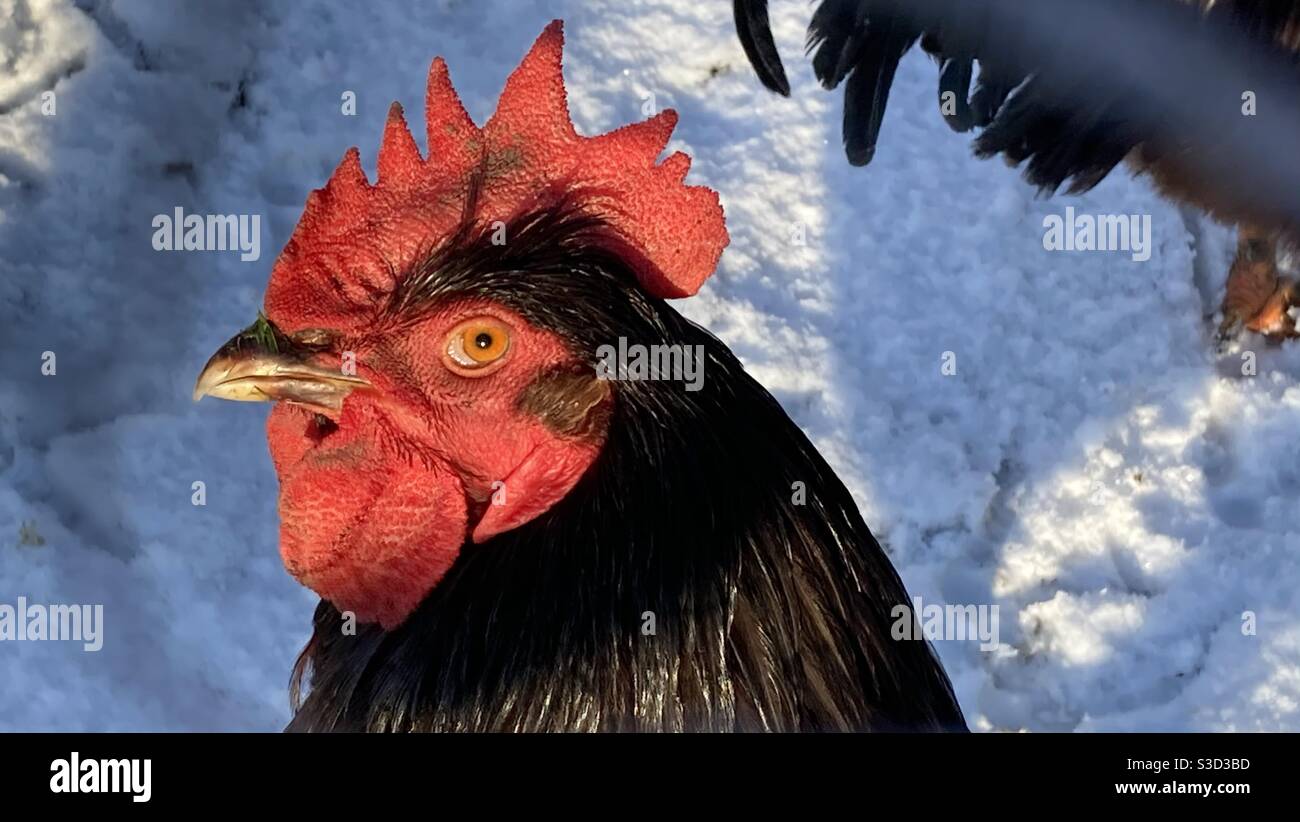 Rhode island red rooster hi-res stock photography and images - Alamy