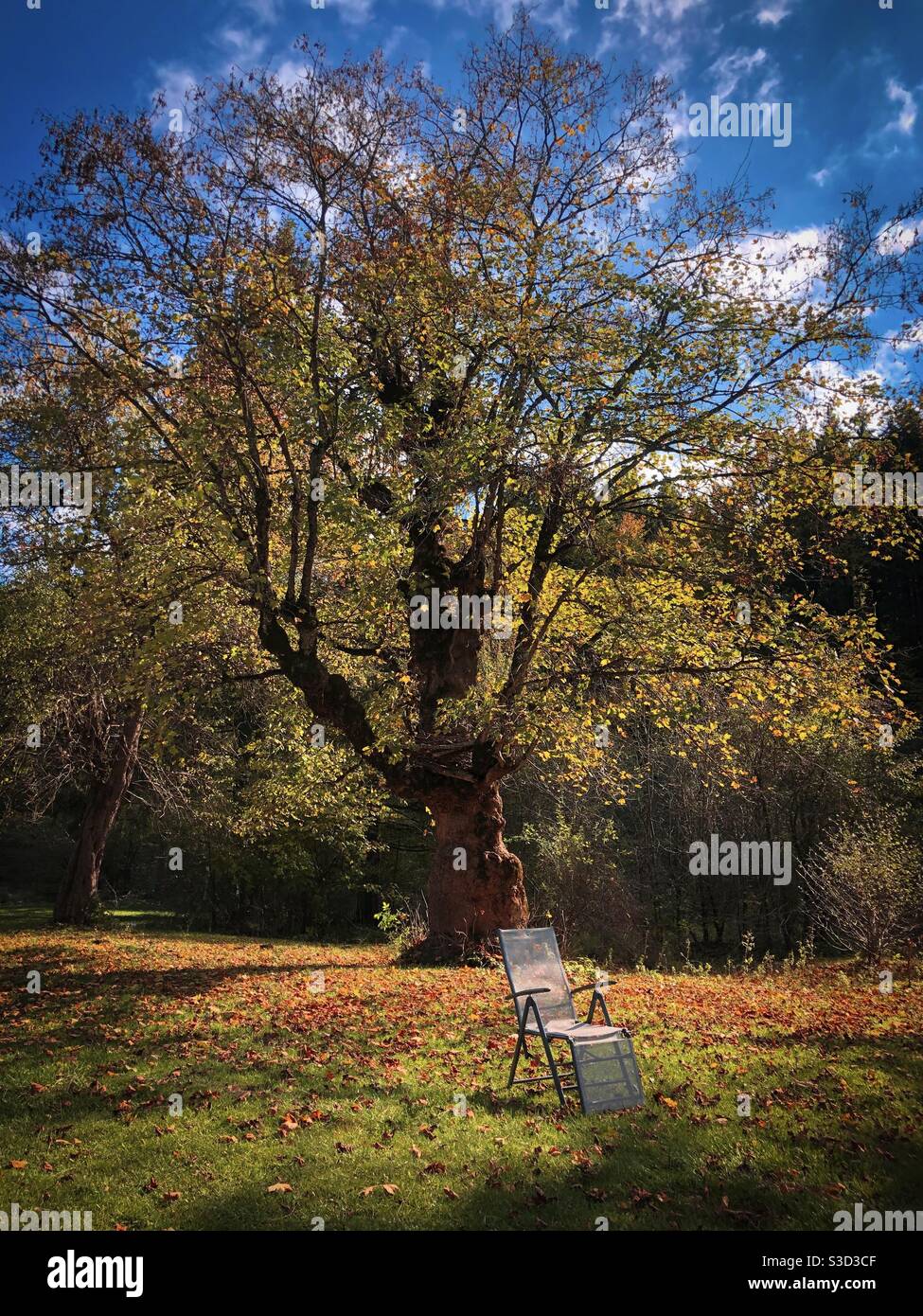 Chair near the tree hi-res stock photography and images - Alamy