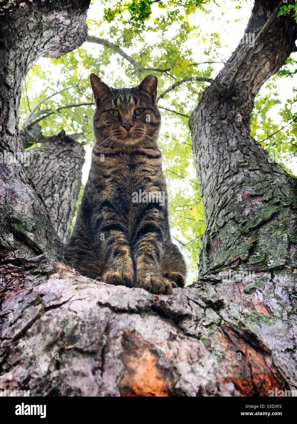 A cat in a tree looking down at the camera Stock Photo - Alamy