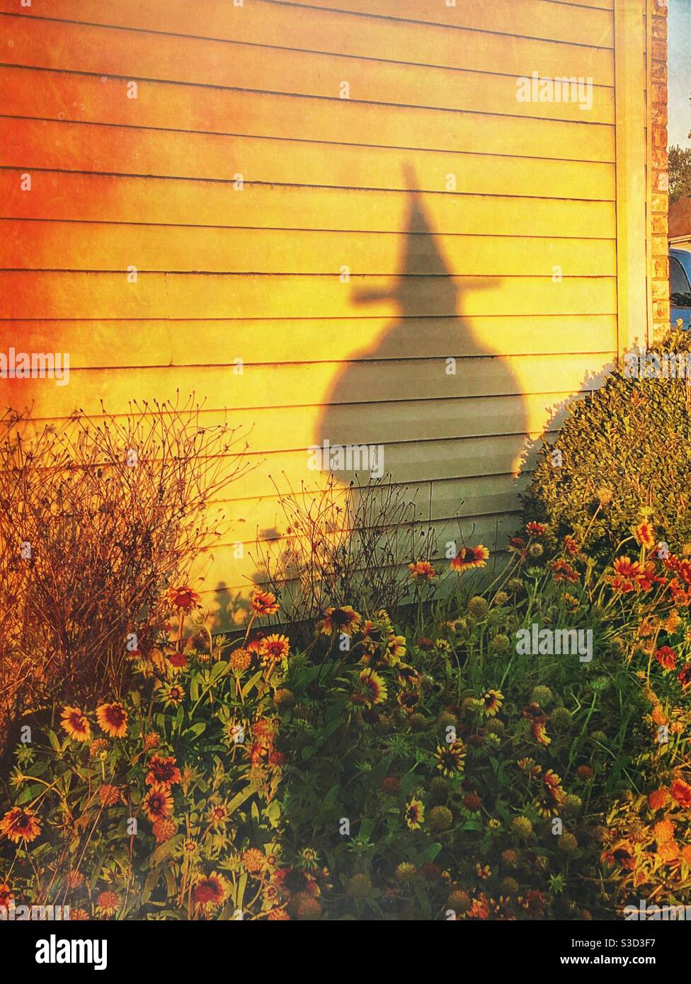 A shadow of a witch in a garden of flowers Stock Photo - Alamy