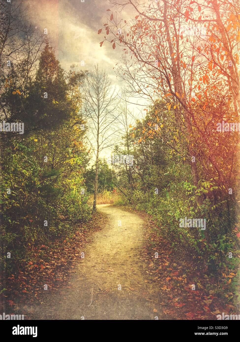Woods forest path autumn walk hi-res stock photography and images - Alamy