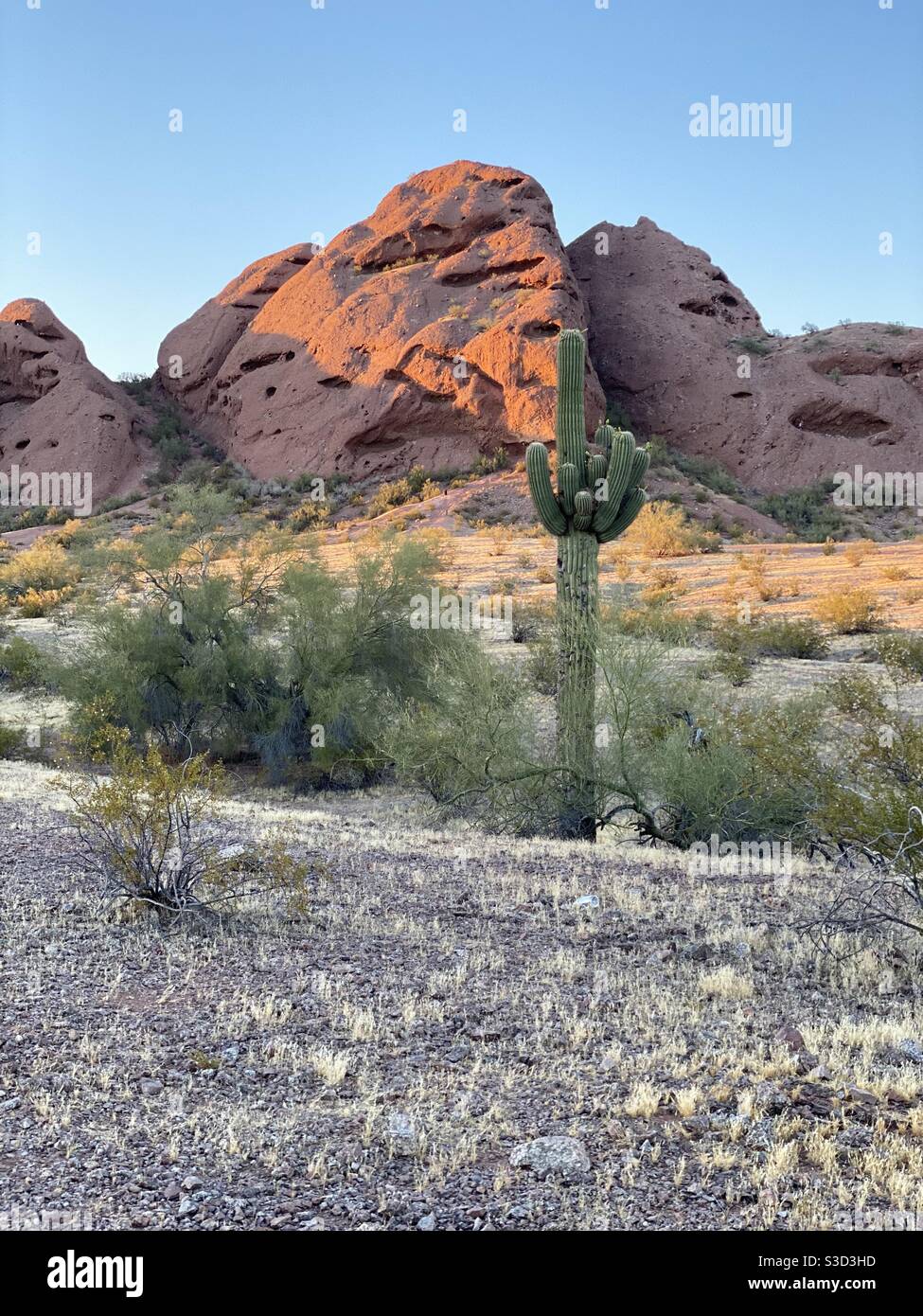 Papago park cactus hi-res stock photography and images - Alamy