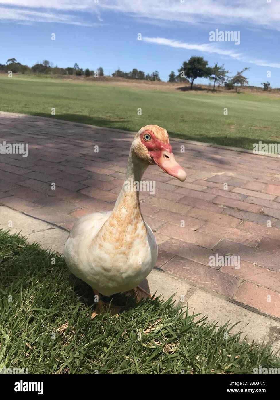 Golf course duck hi-res stock photography and images - Alamy